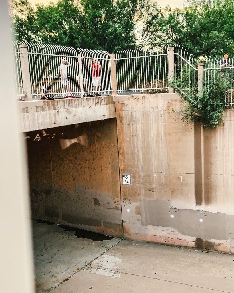 Where to go bat watching in Phoenix: The Phoenix Bat Cave – Arizona ...