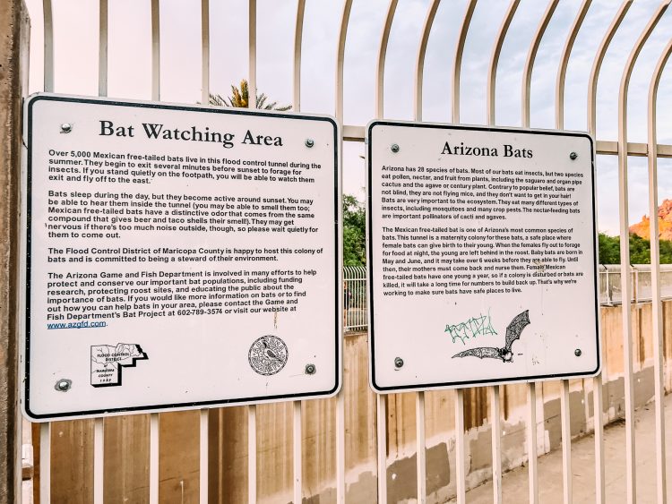 Where to go bat watching in Phoenix: The Phoenix Bat Cave – Arizona ...