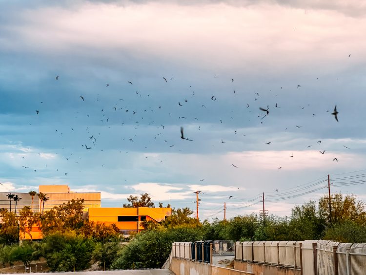 Where to go bat watching in Phoenix: The Phoenix Bat Cave – Arizona ...